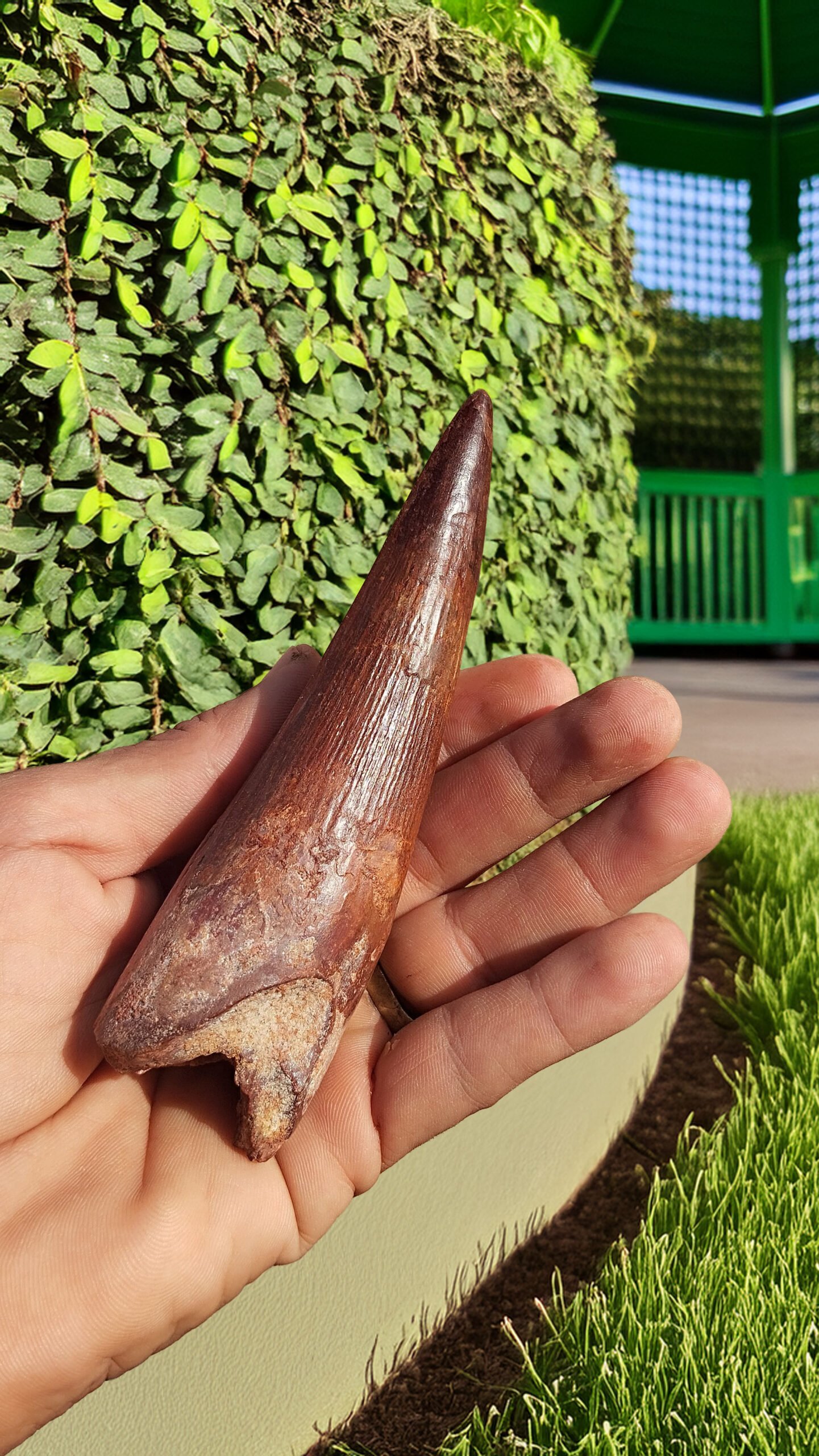 Rare Large Spinosaurus Tooth Fossilized Prehistoric Dinosaur Relic ...